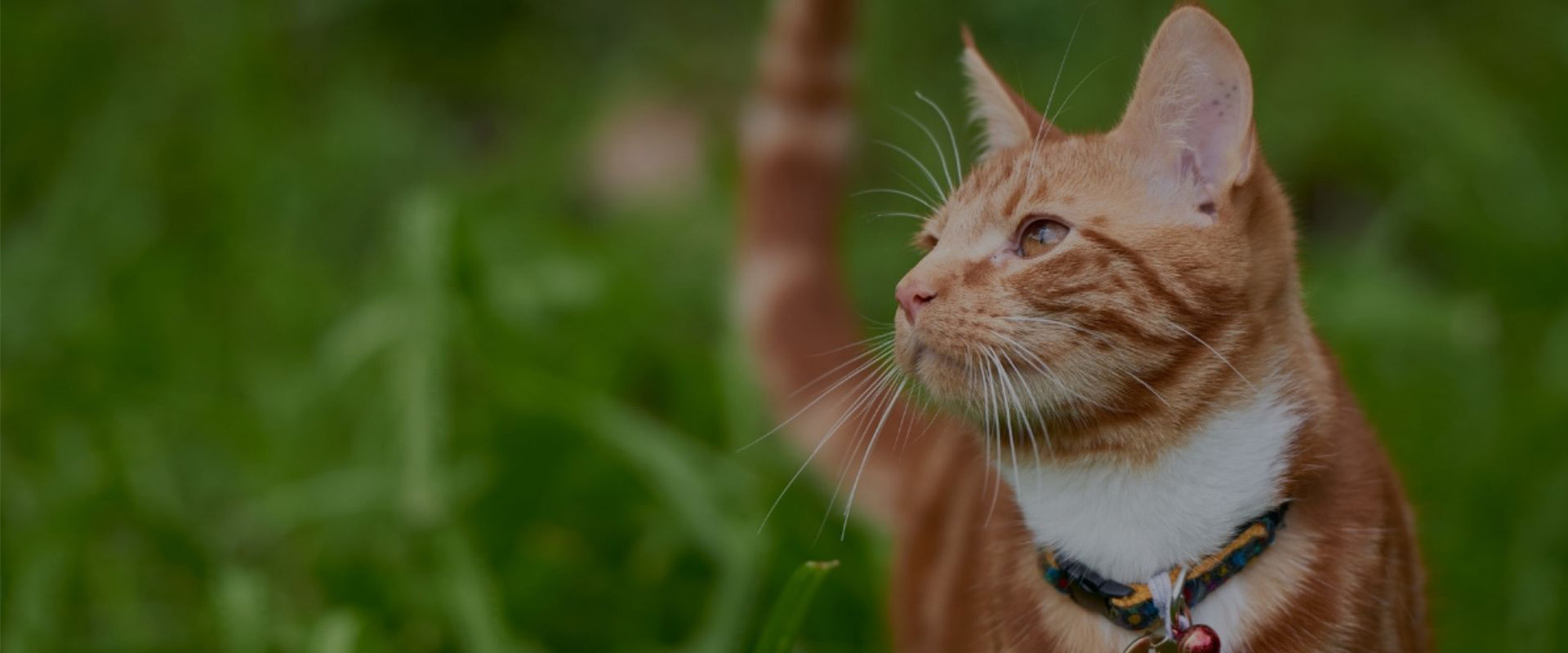 Vet Near Me Owosso, MI 48867 | Pinecrest Animal Hospital